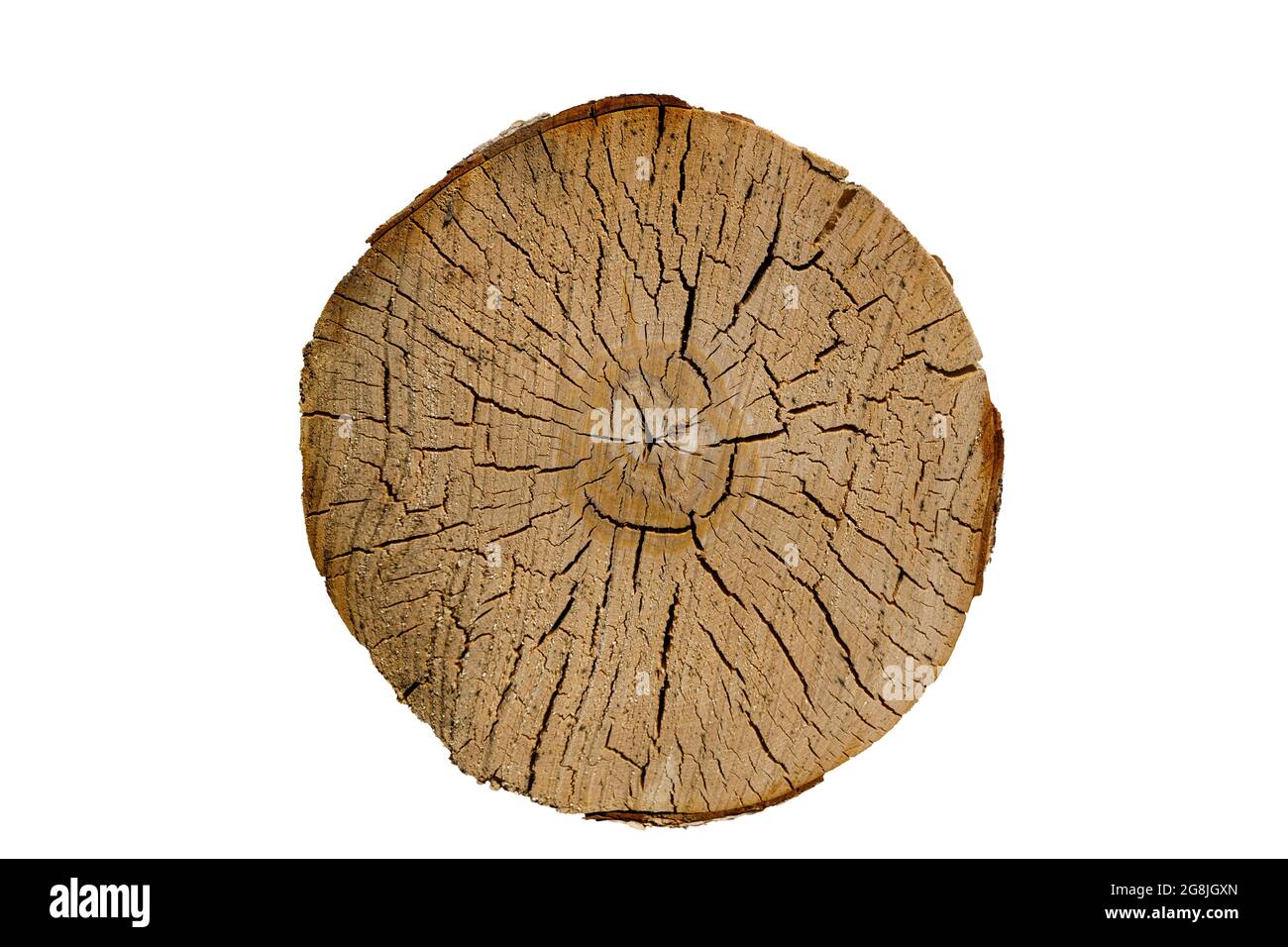 birch trunk with cracks. wood texture. round cut tree isolated on white ...