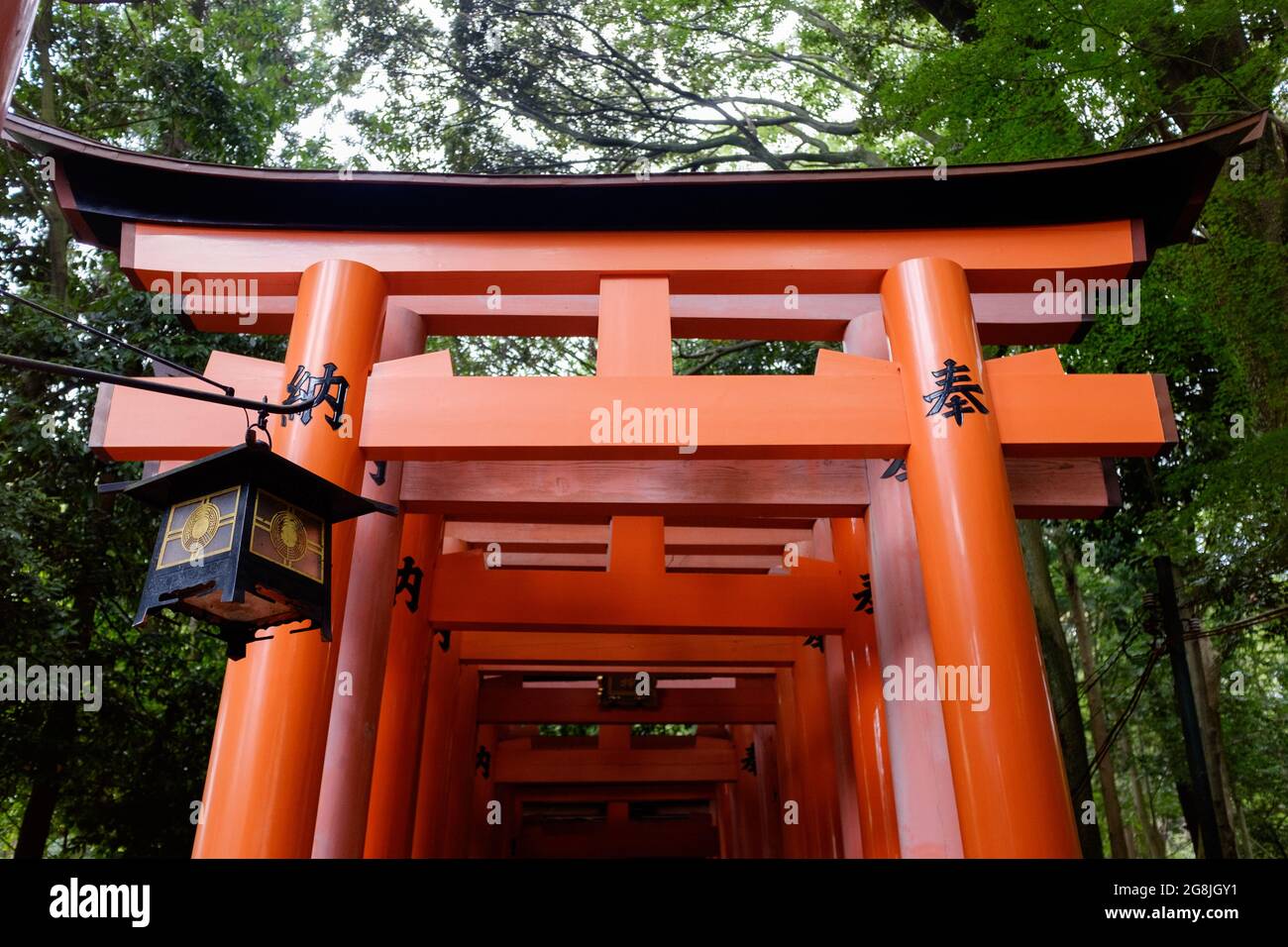Vermilion torii gates of the Shinto sanctuary of Fushimi Inari Taisha ...