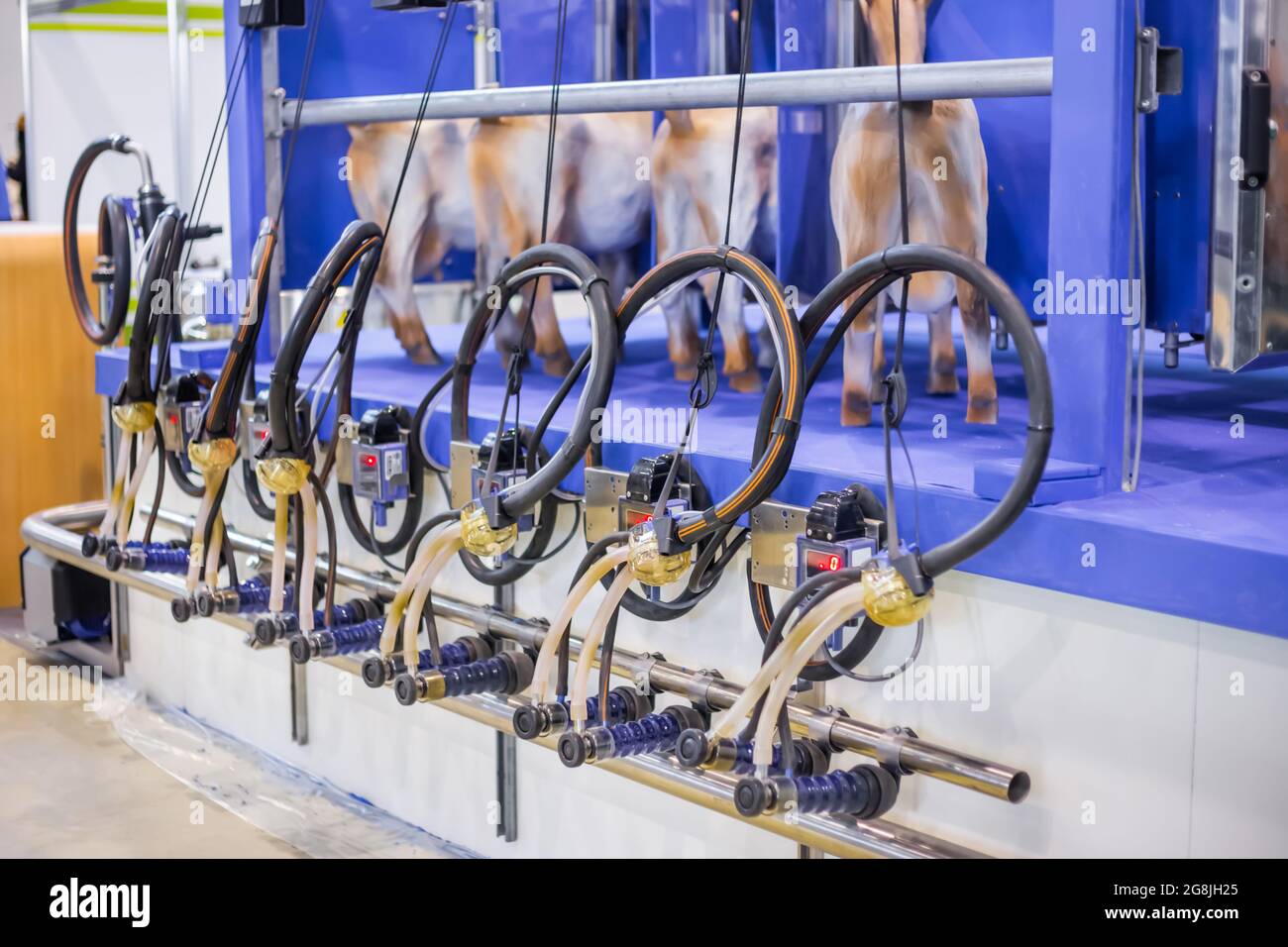 Goat milking device hi-res stock photography and images - Alamy