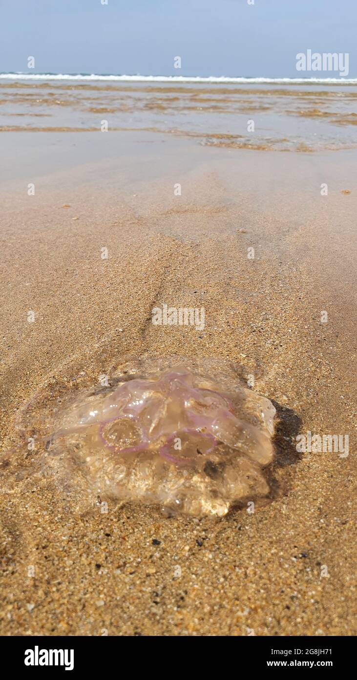 Jellyfish on sandy beach Stock Photo - Alamy
