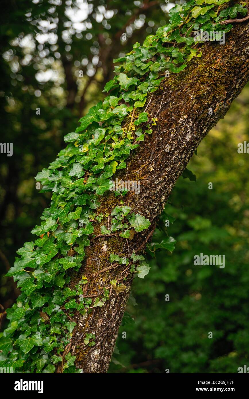 Ivy on birch hi-res stock photography and images - Alamy