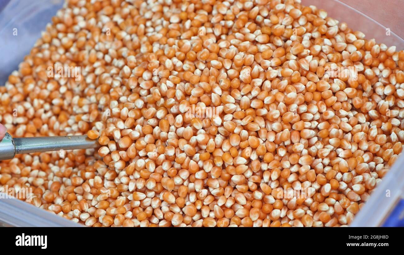Grains of a special kind of corn. The cook is stirring the corn kernels ...