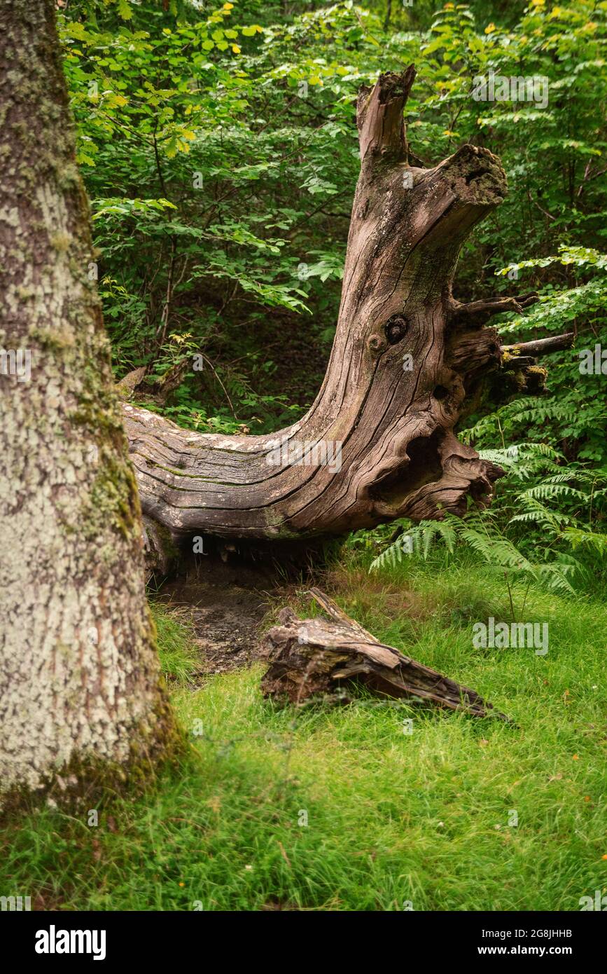 scary dead old oak tree Stock Photo - Alamy
