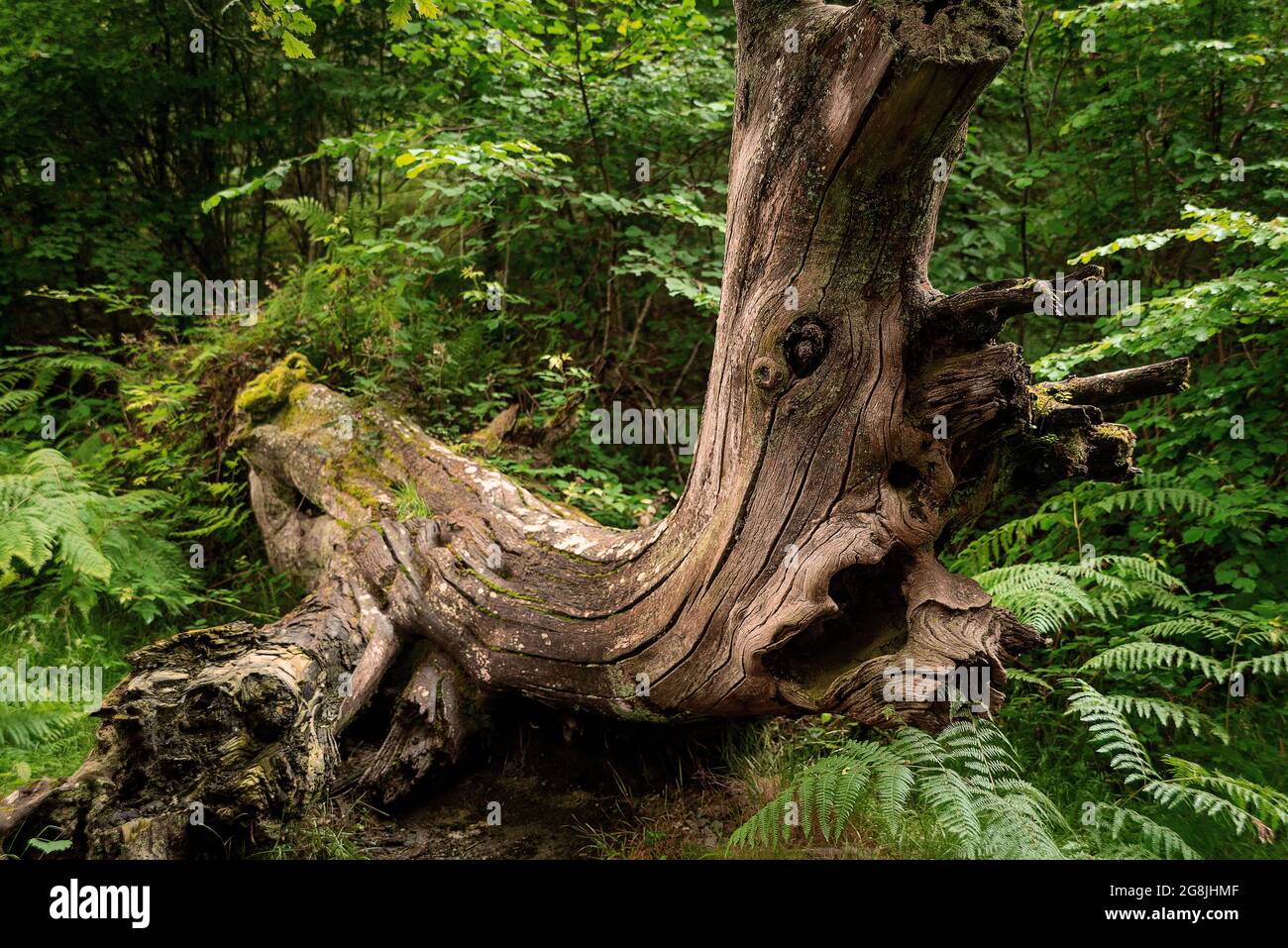 scary dead old oak tree Stock Photo - Alamy