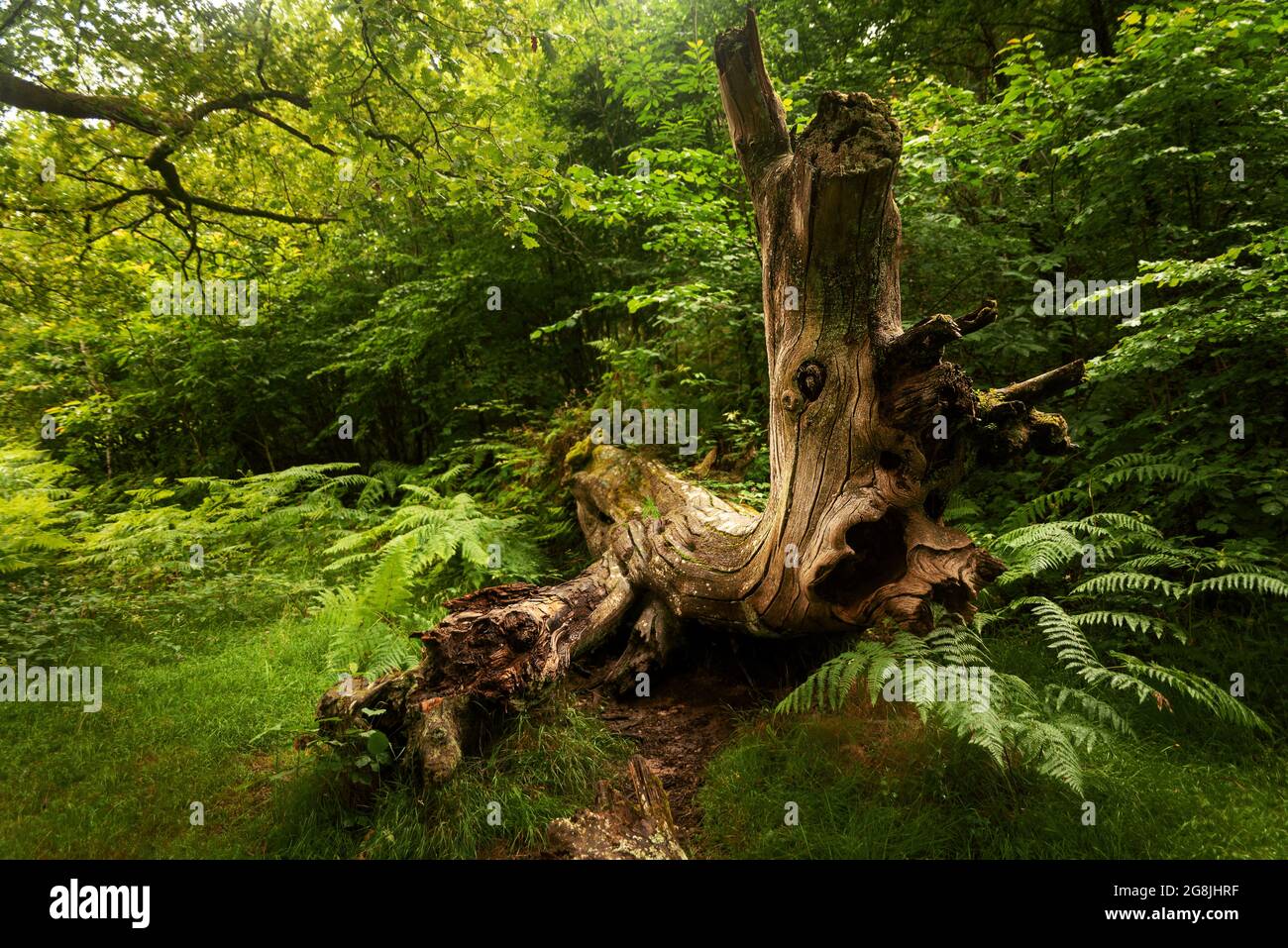 scary dead old oak tree Stock Photo - Alamy