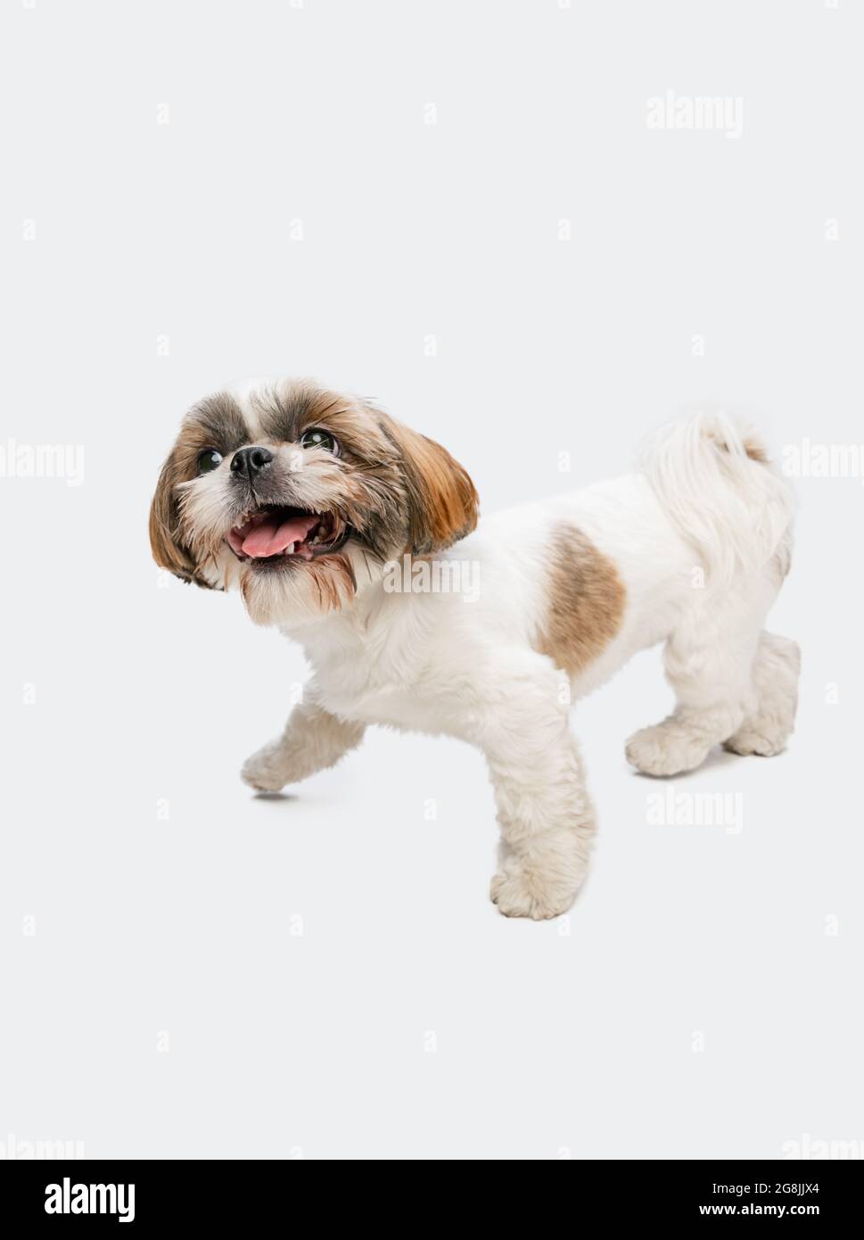 One playful little Shih Tzu dog with fluffy long ears isolated over ...