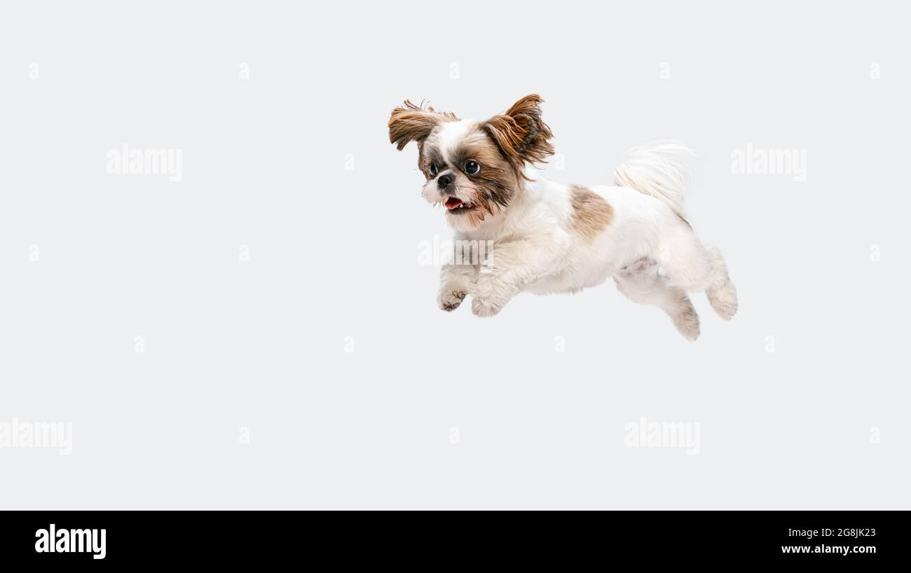 Portrait of cute joyful Shih Tzu dog flying, jumping isolated over ...