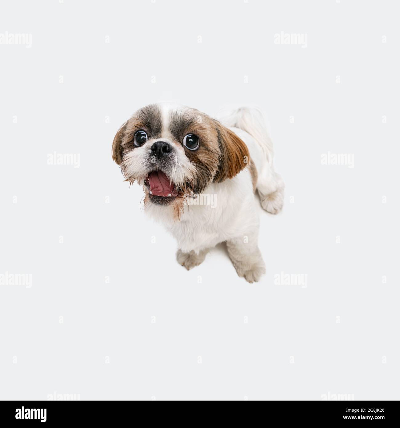Close up portrait of cute Shih Tzu dog posing isolated over white ...