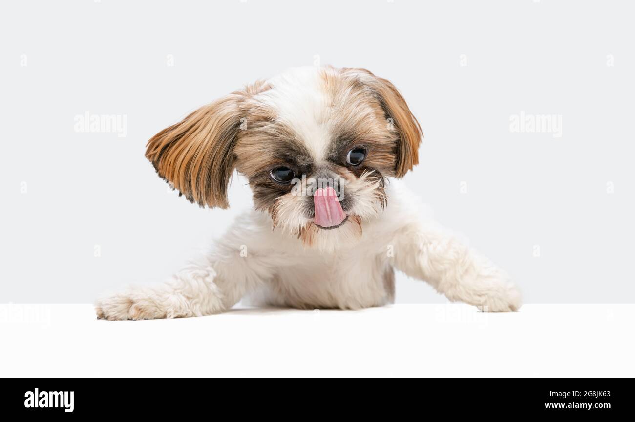 One playful little Shih Tzu dog with fluffy long ears isolated over ...