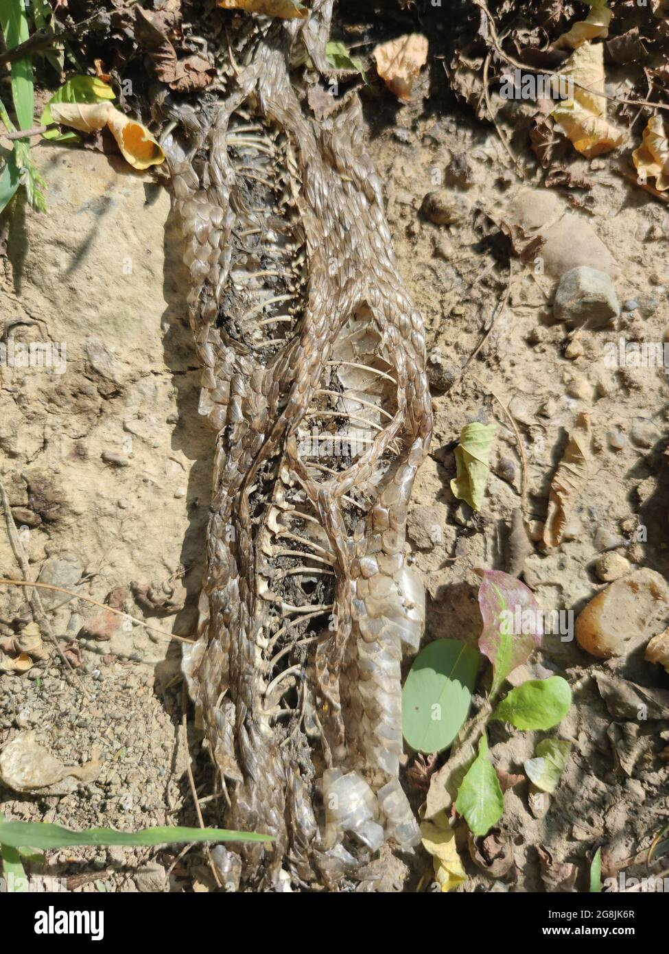 Snake dead body skeleton in a field detail Stock Photo - Alamy