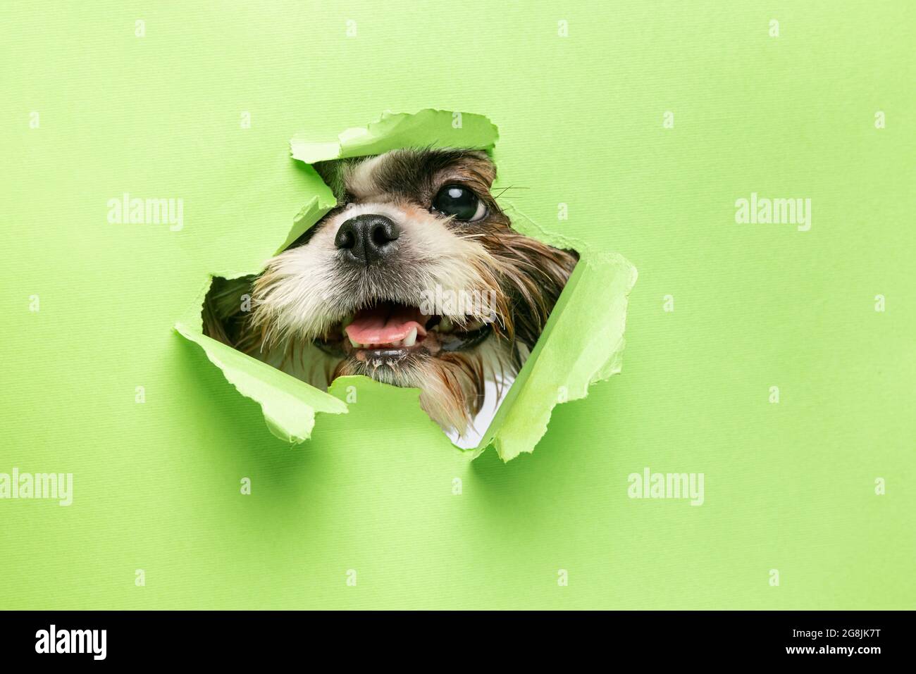 Funny dog isolated face peeking hi-res stock photography and images - Alamy