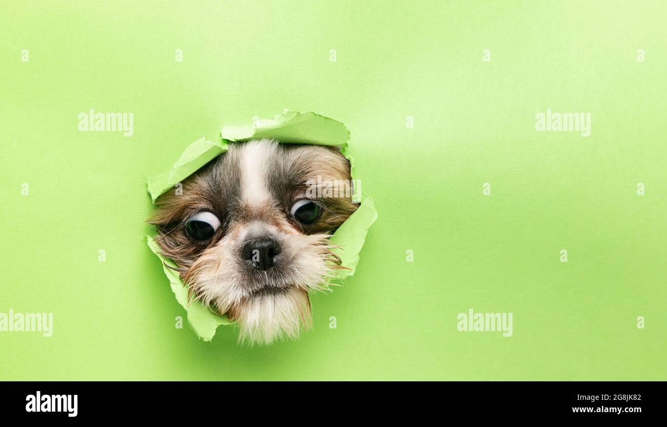 Funny dog isolated face peeking hi-res stock photography and images - Alamy