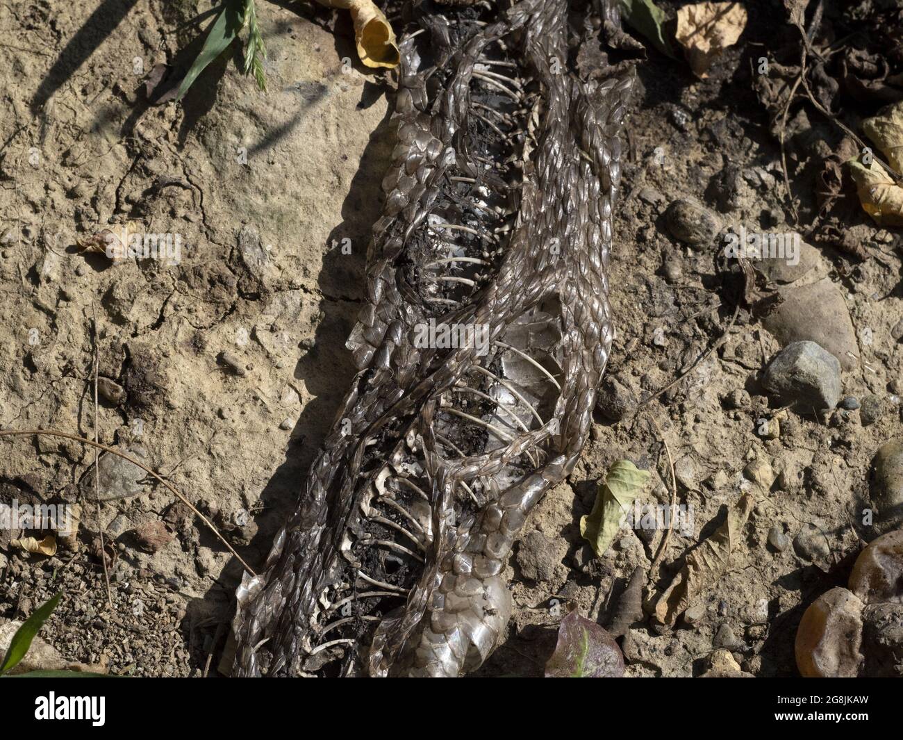 Snake dead body skeleton in a field detail Stock Photo - Alamy
