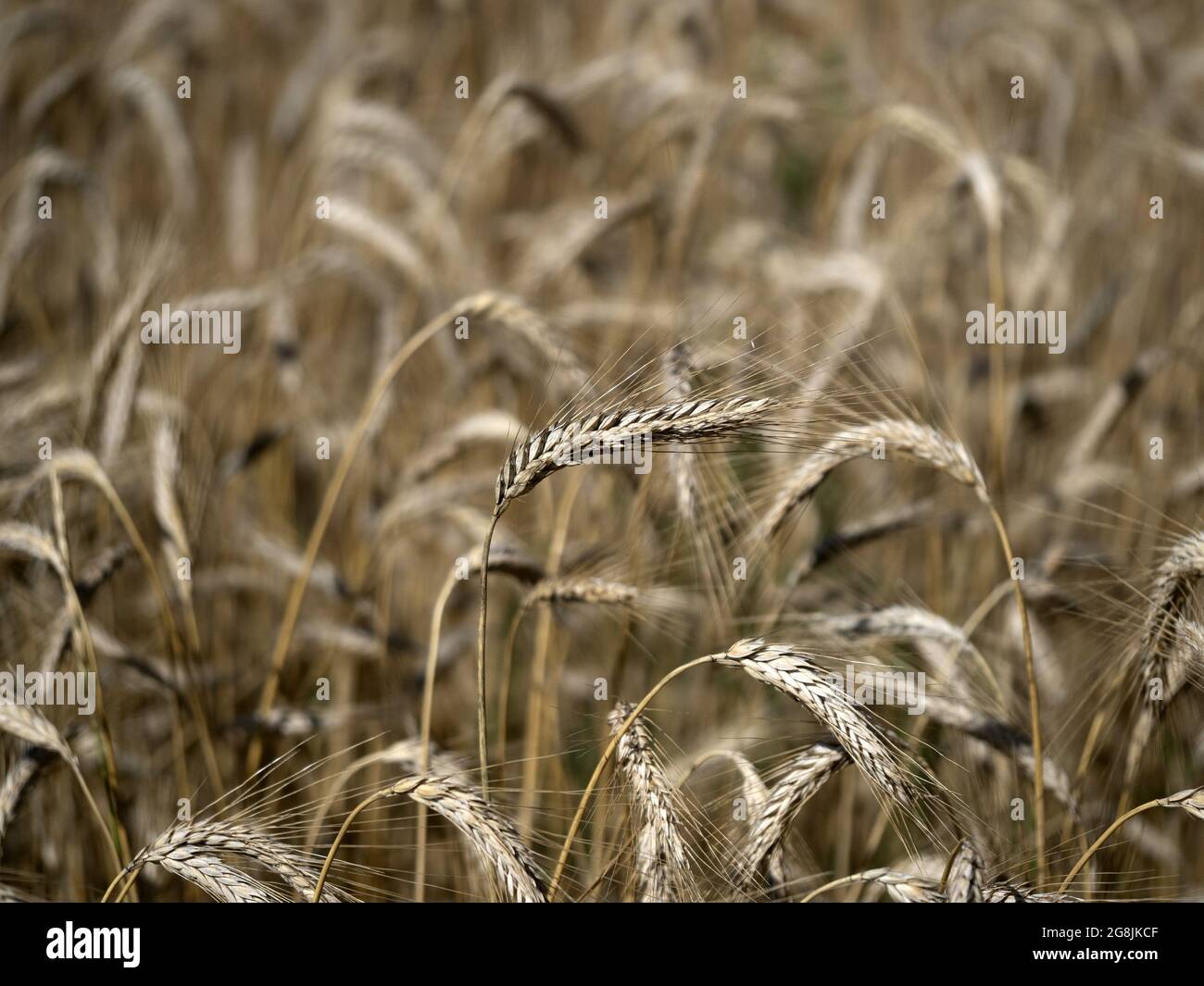 mature wheat field ready to harvest detail Stock Photo - Alamy
