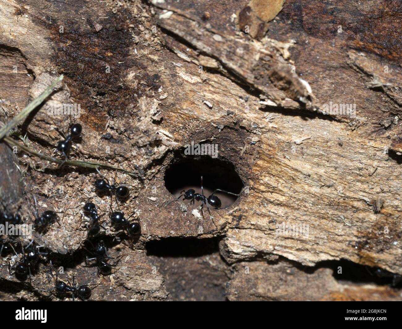 Inside the anthill hi-res stock photography and images - Alamy
