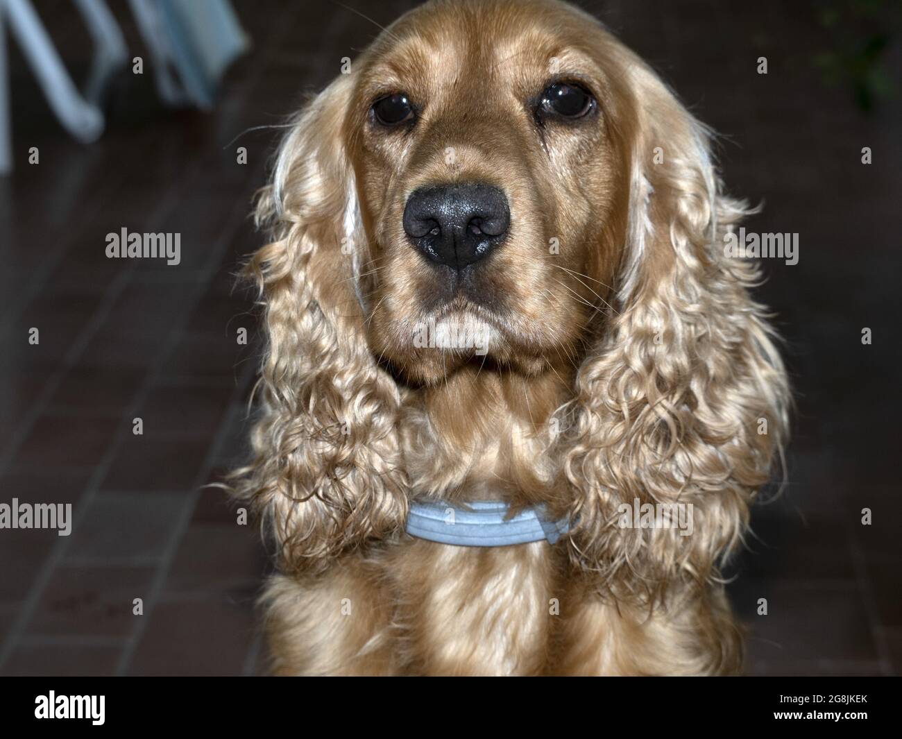 suspicious dog cocker spaniel looking at you Stock Photo - Alamy