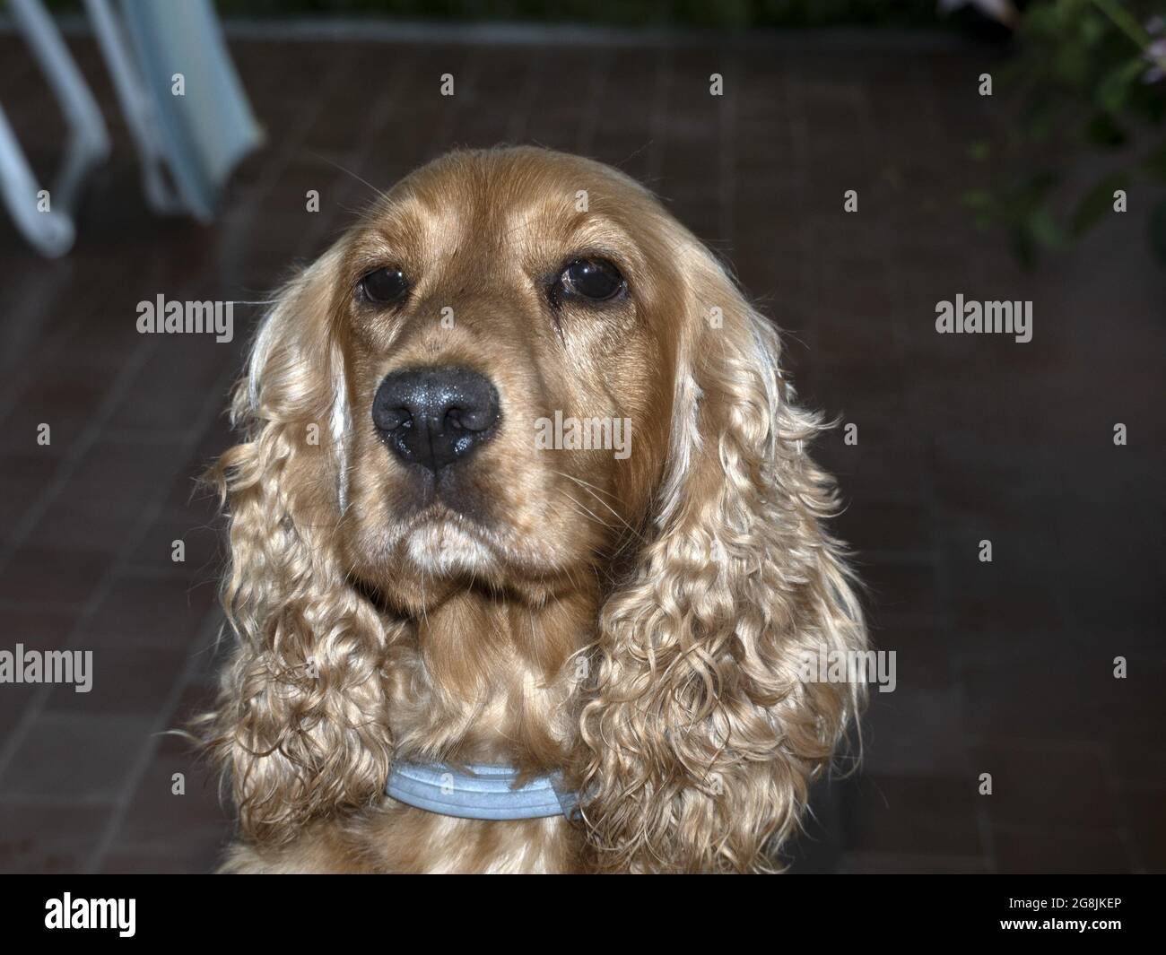 Suspicious dog hi-res stock photography and images - Alamy