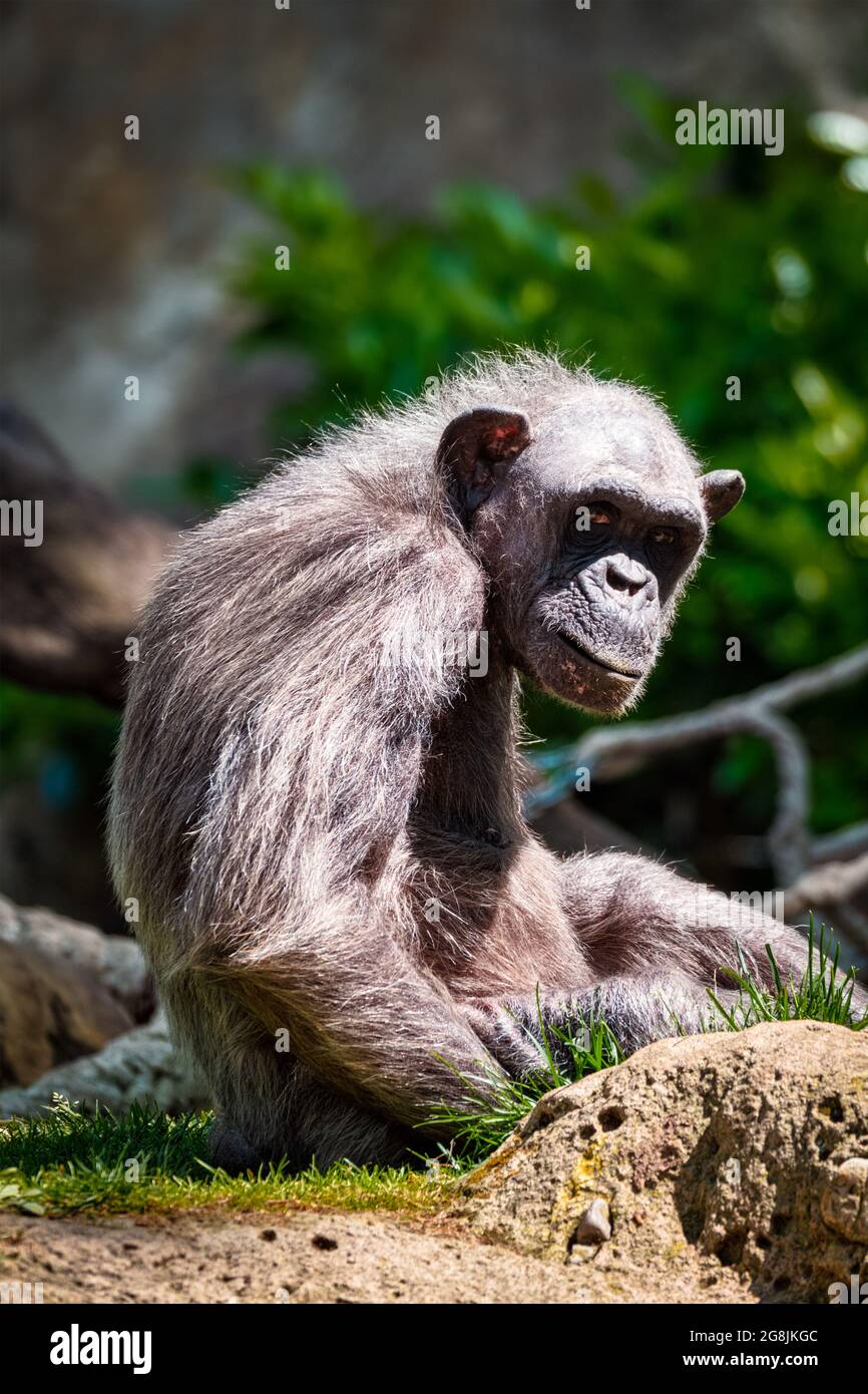 Jungle chimp hi-res stock photography and images - Alamy