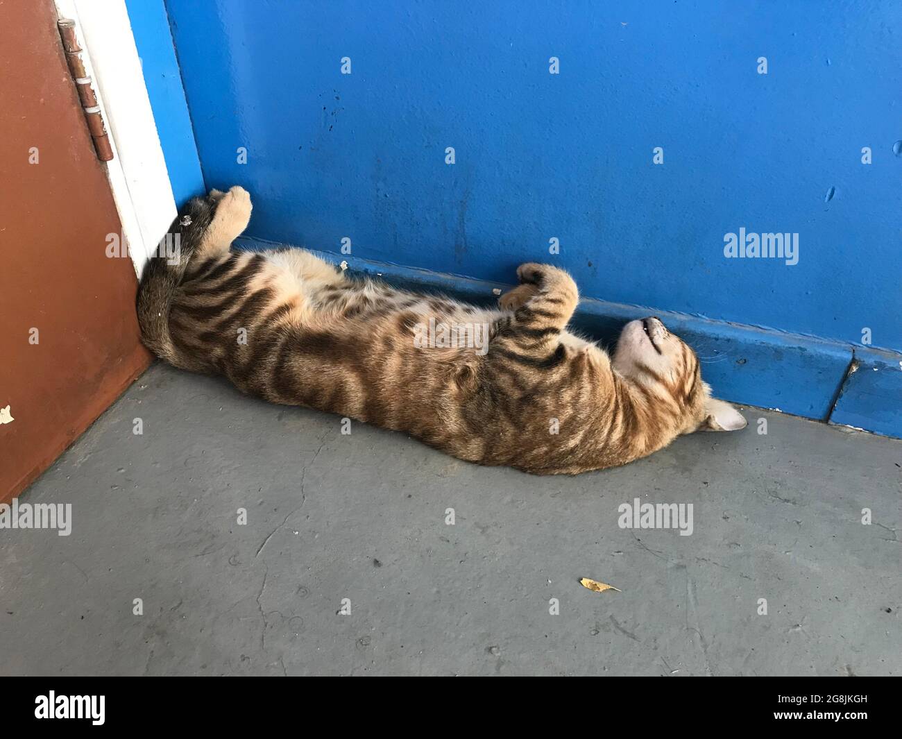 cat sleeping upside bend down sleeping behind door corner side may get ...