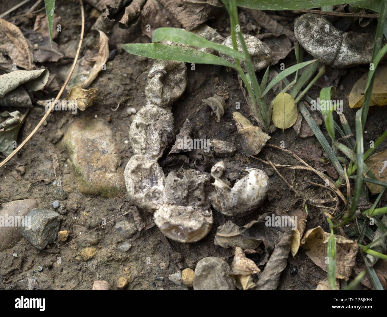 eggs of Snake dead body skeleton in a field detail Stock Photo - Alamy