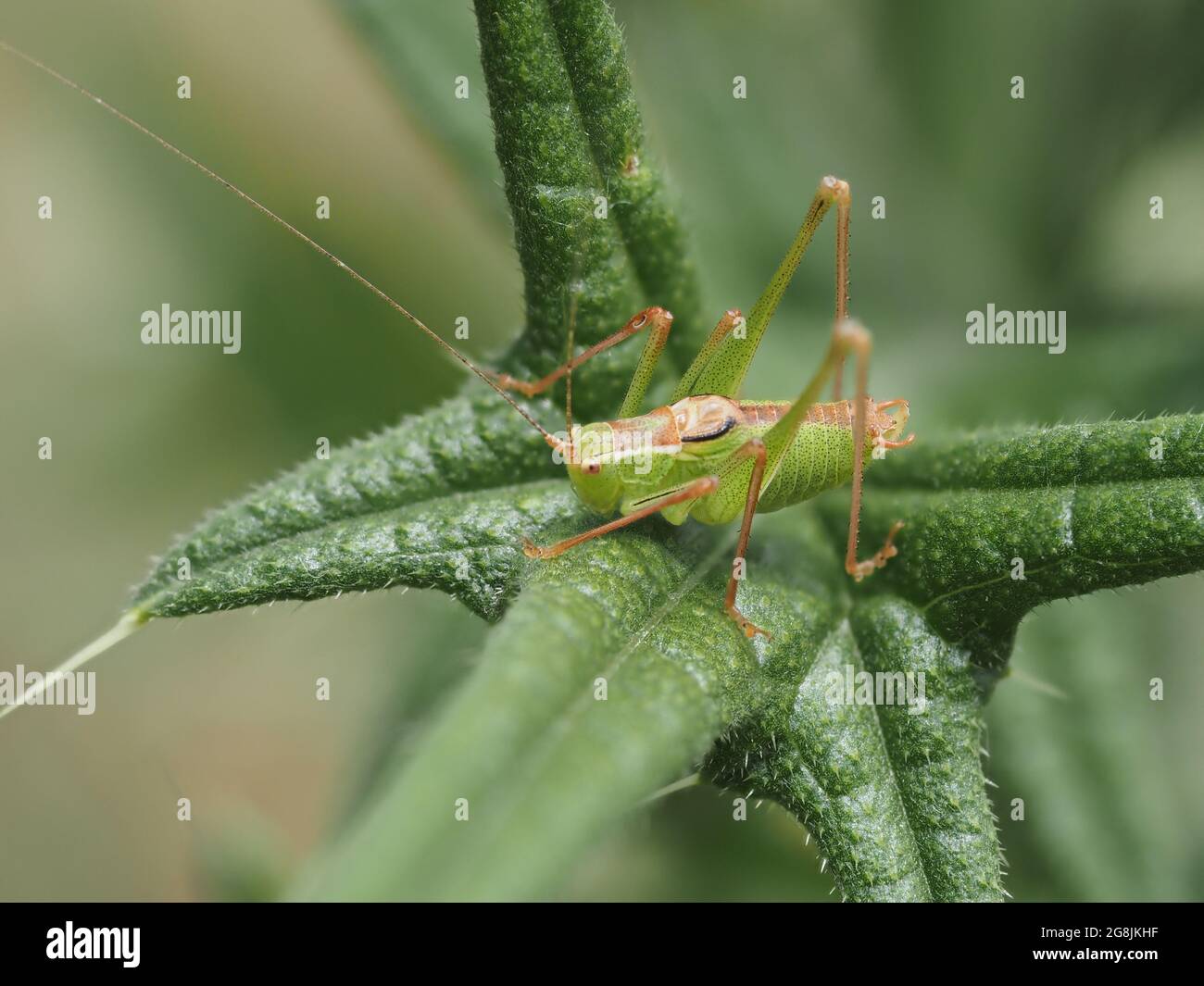 Nymph field cricket hi-res stock photography and images - Alamy