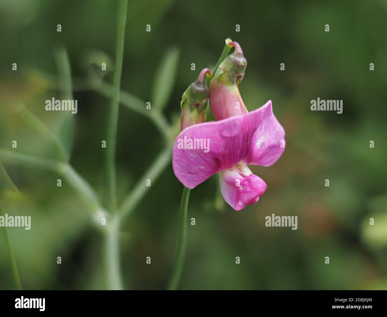 Grass pea lathyrus sativus hi-res stock photography and images - Alamy