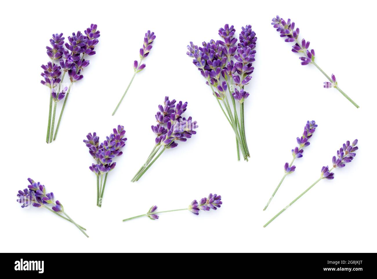 Lavender isolated over white background. Set of fresh natural flowers ...