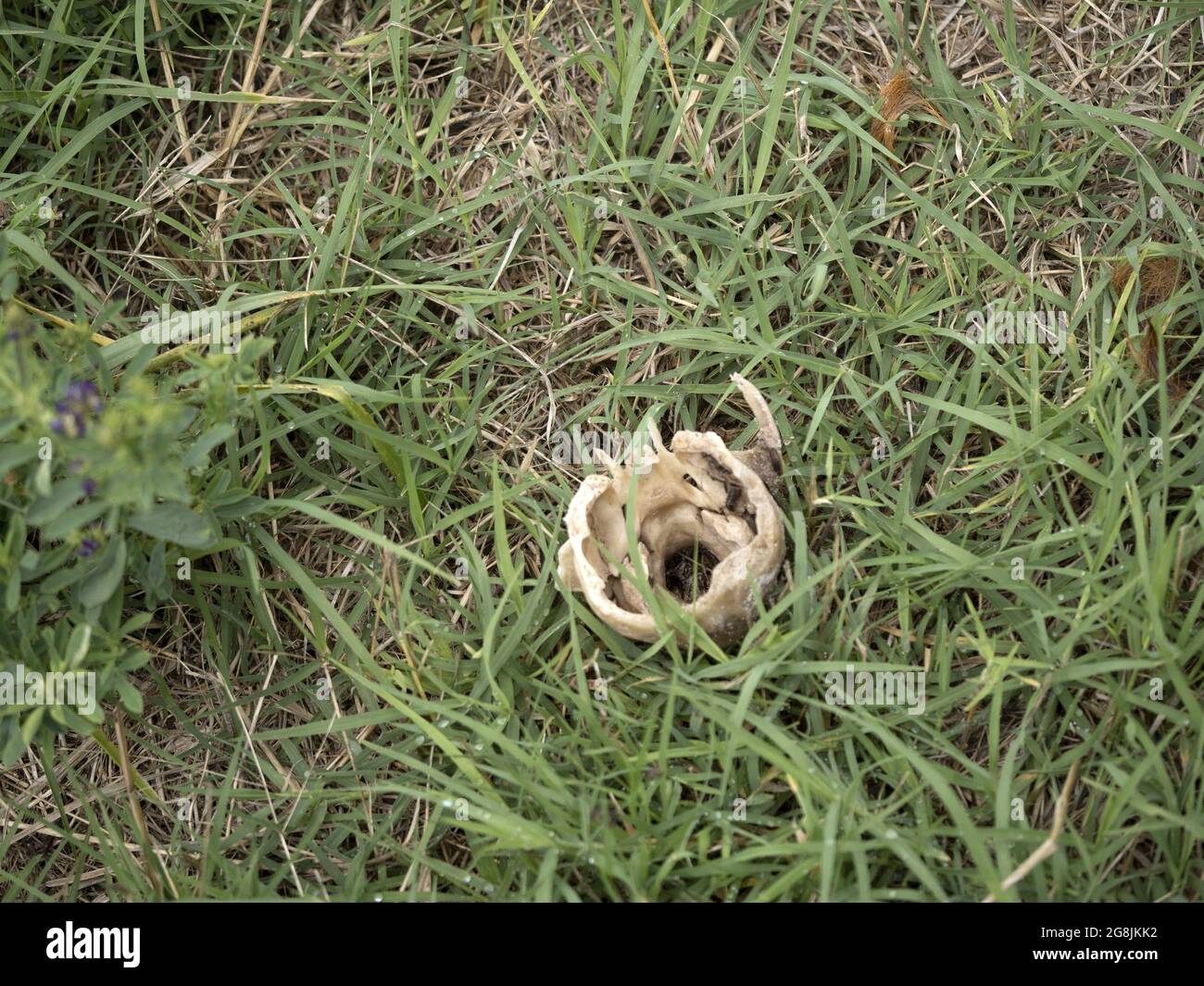 Fawn bones hi-res stock photography and images - Alamy