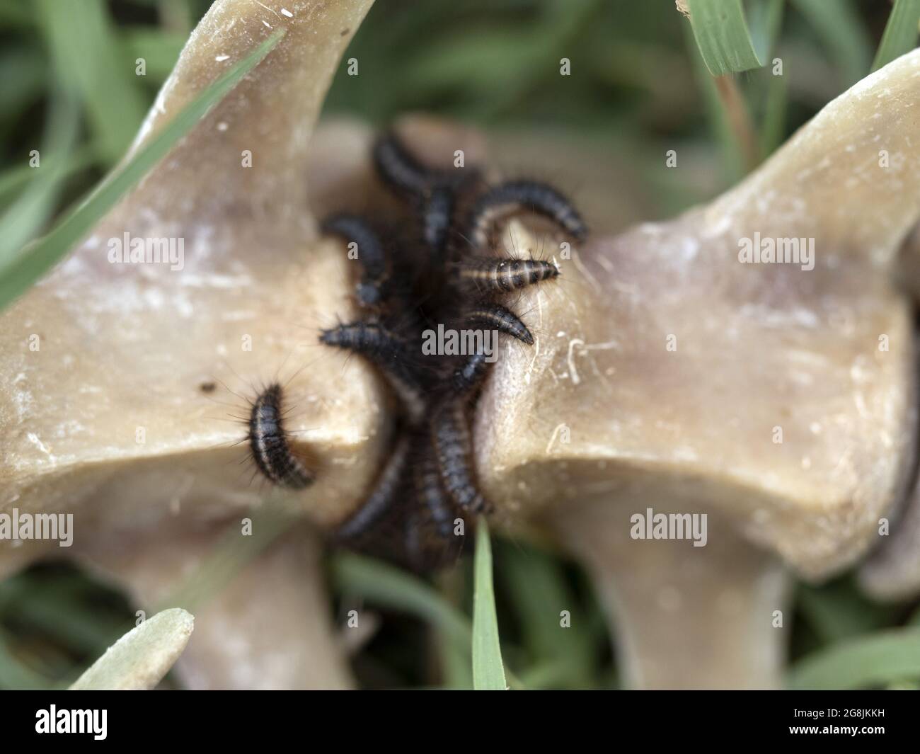 Fawn bones hi-res stock photography and images - Alamy