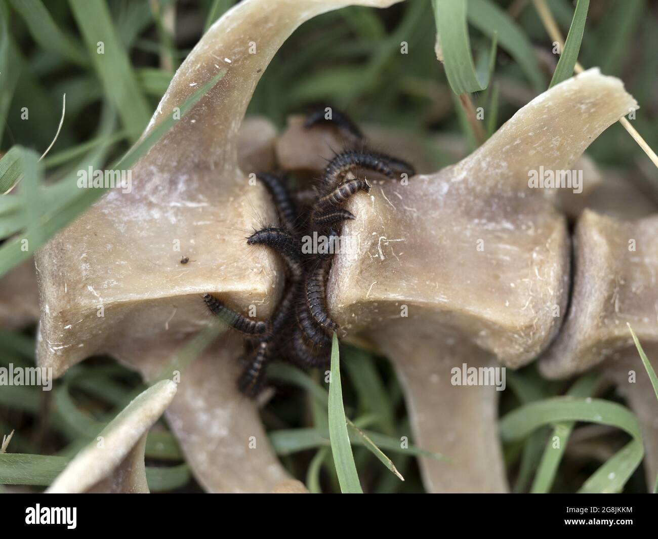 Fawn bones hi-res stock photography and images - Alamy