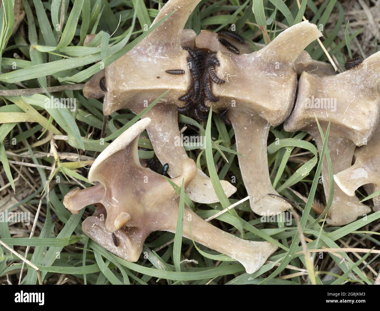 Fawn bones hi-res stock photography and images - Alamy
