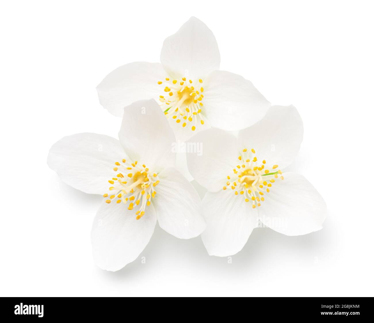Fresh jasmine flowers isolated over white background. View from above ...