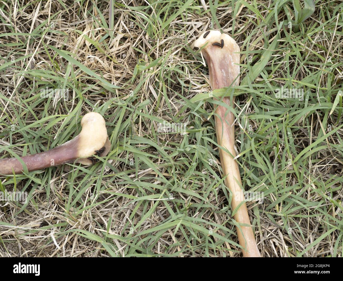 Fawn bones hi-res stock photography and images - Alamy