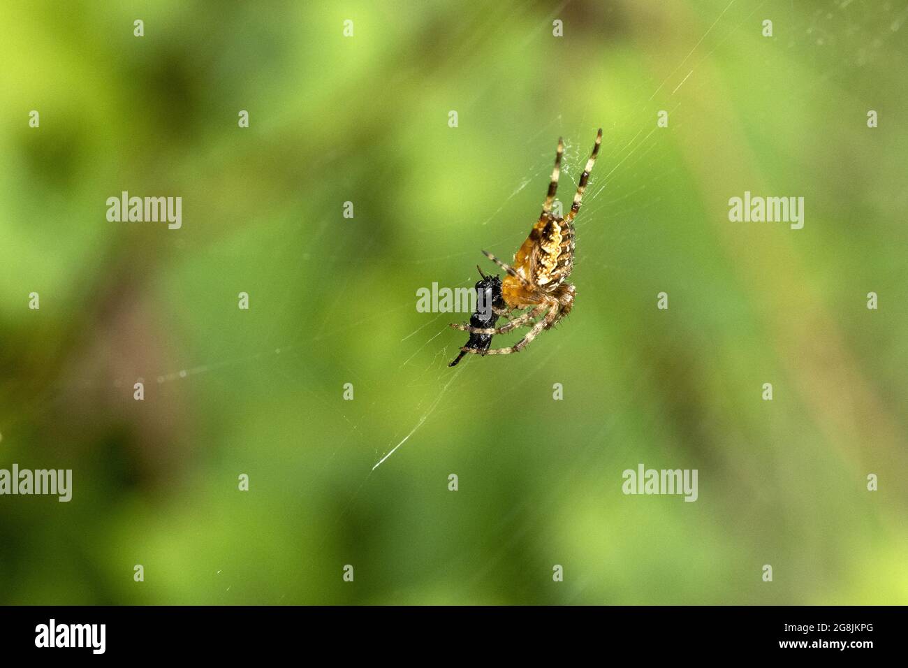 Spider eating its prey trapped in web Stock Photo - Alamy