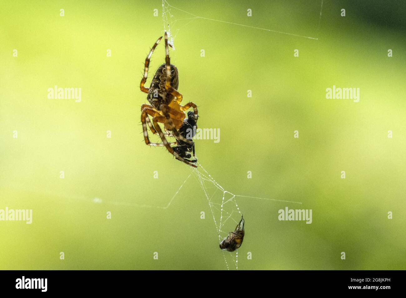 Spider eating its prey trapped in web Stock Photo - Alamy