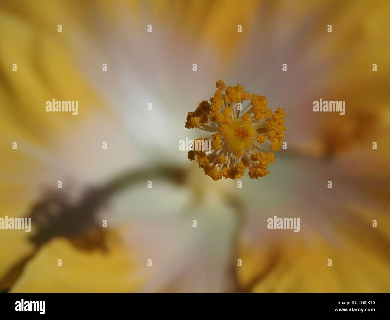 Flower petal microscope hi-res stock photography and images - Alamy