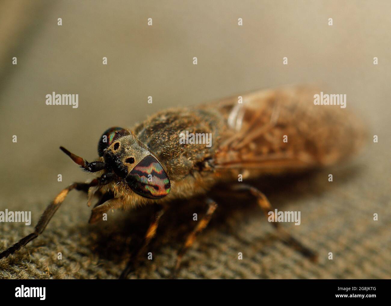 Horse fly compound eyes Stock Photo - Alamy
