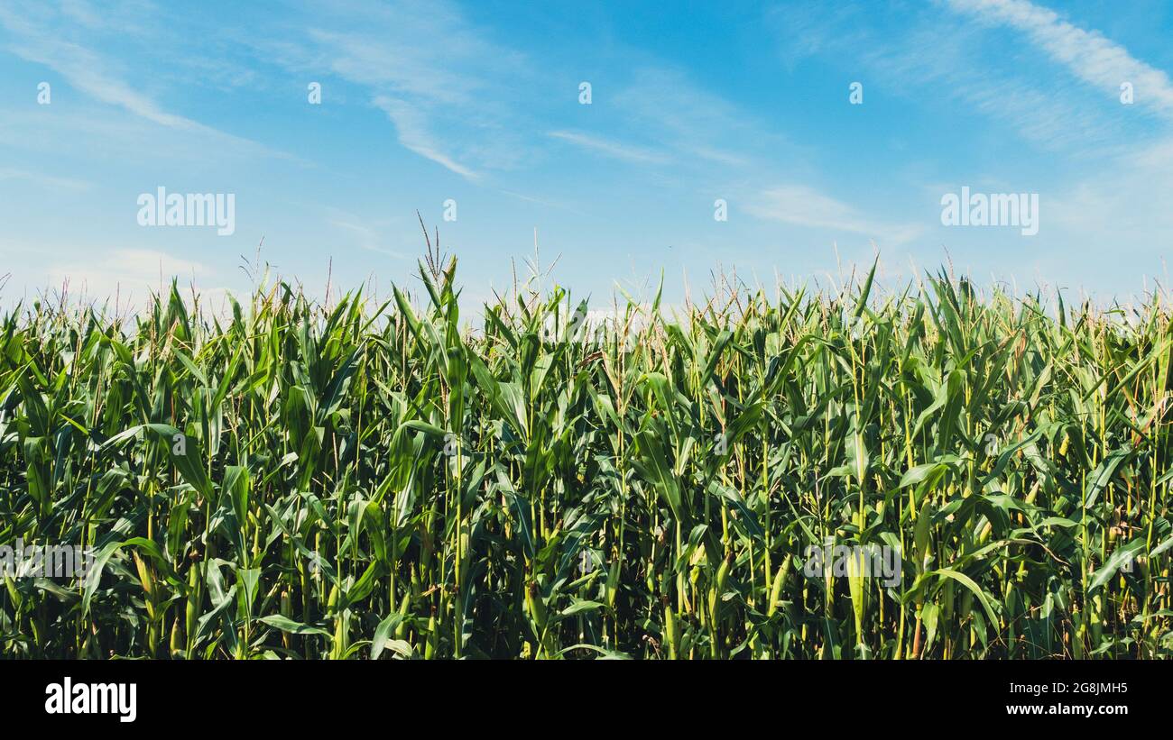 Corn field, corn plantation in the countryside Stock Photo - Alamy