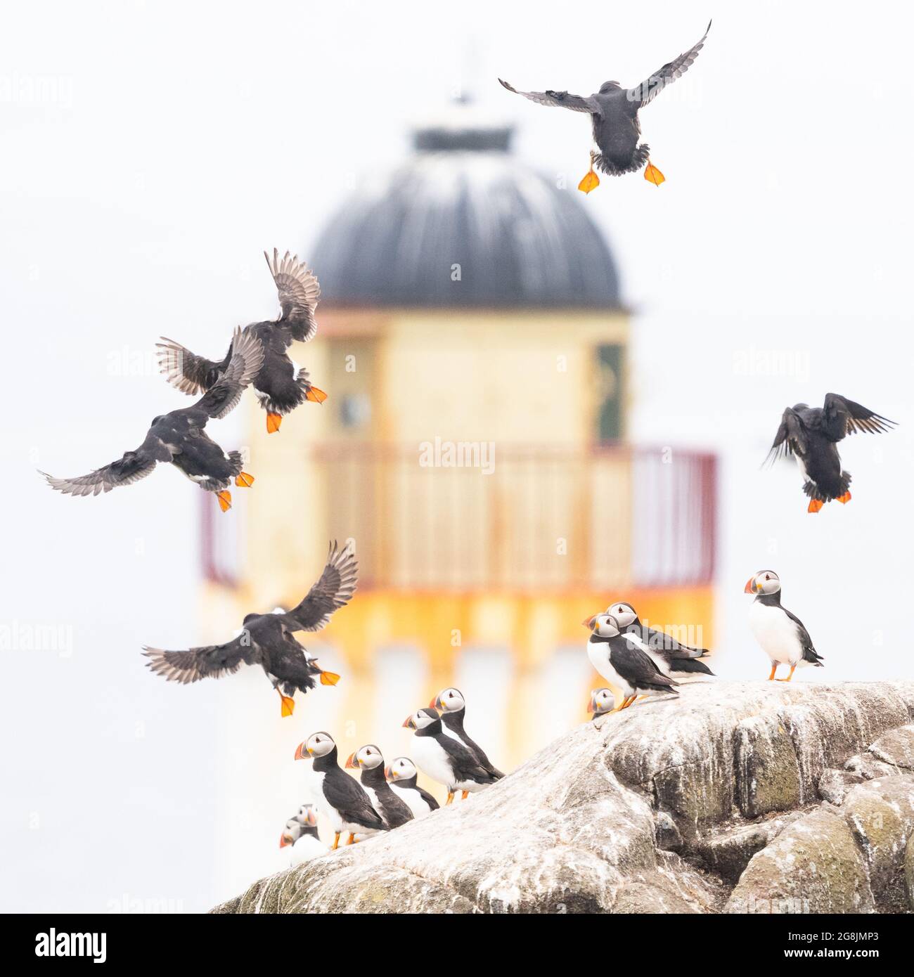 Puffins on the Isle of May, with the Isle of May Bird Observatory ...