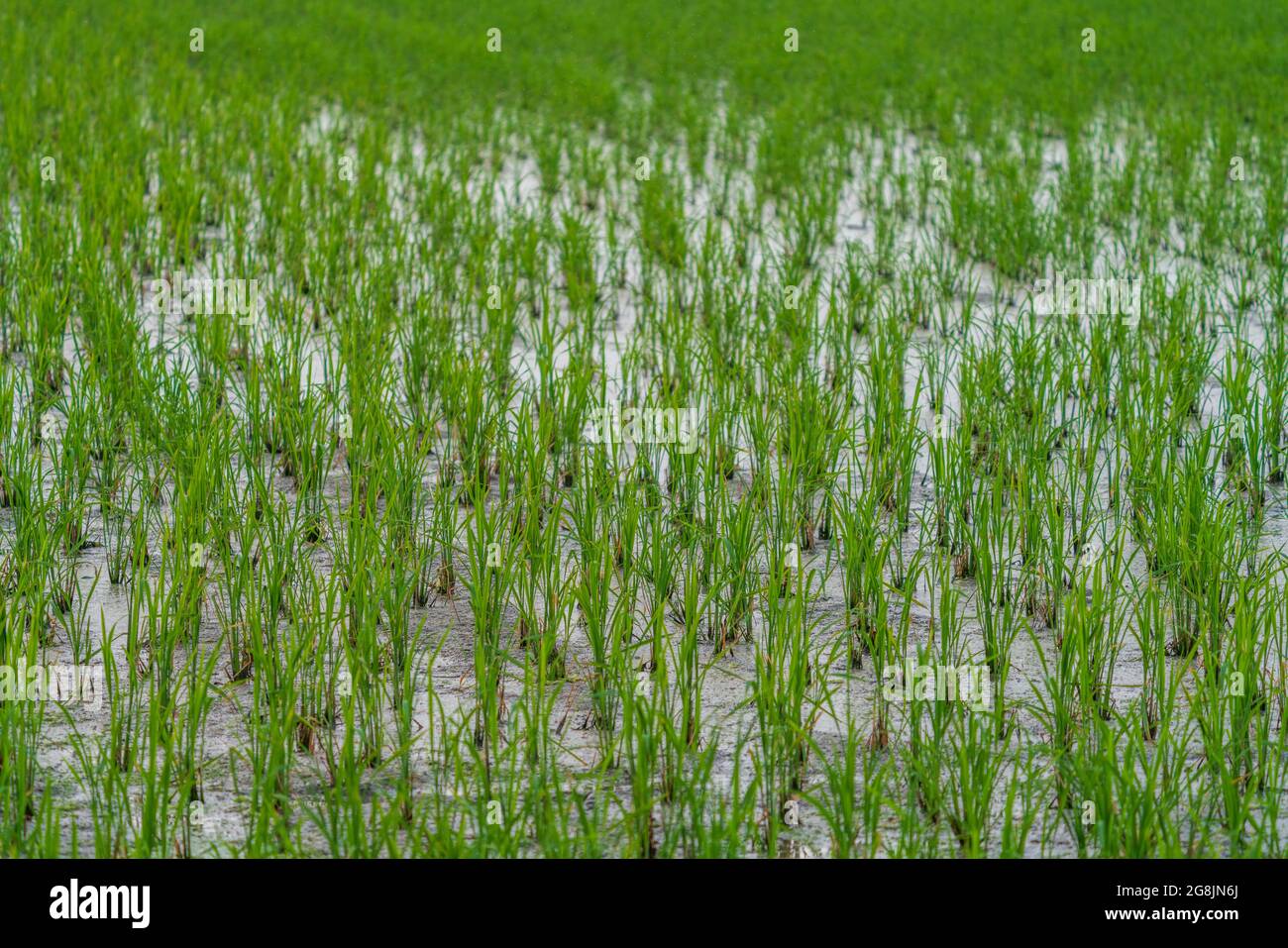 Flooded rice field with green growing plants Stock Photo - Alamy
