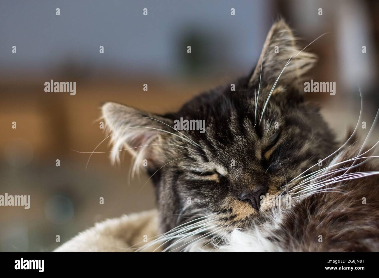 dear maine coon cat half sleeping Stock Photo - Alamy