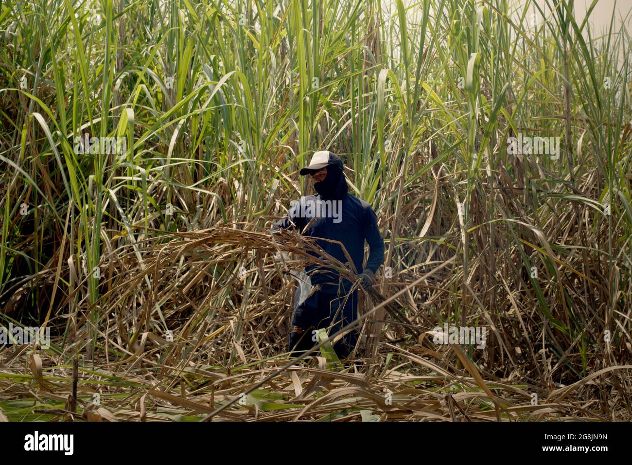 Sugar plantation in java hi-res stock photography and images - Alamy