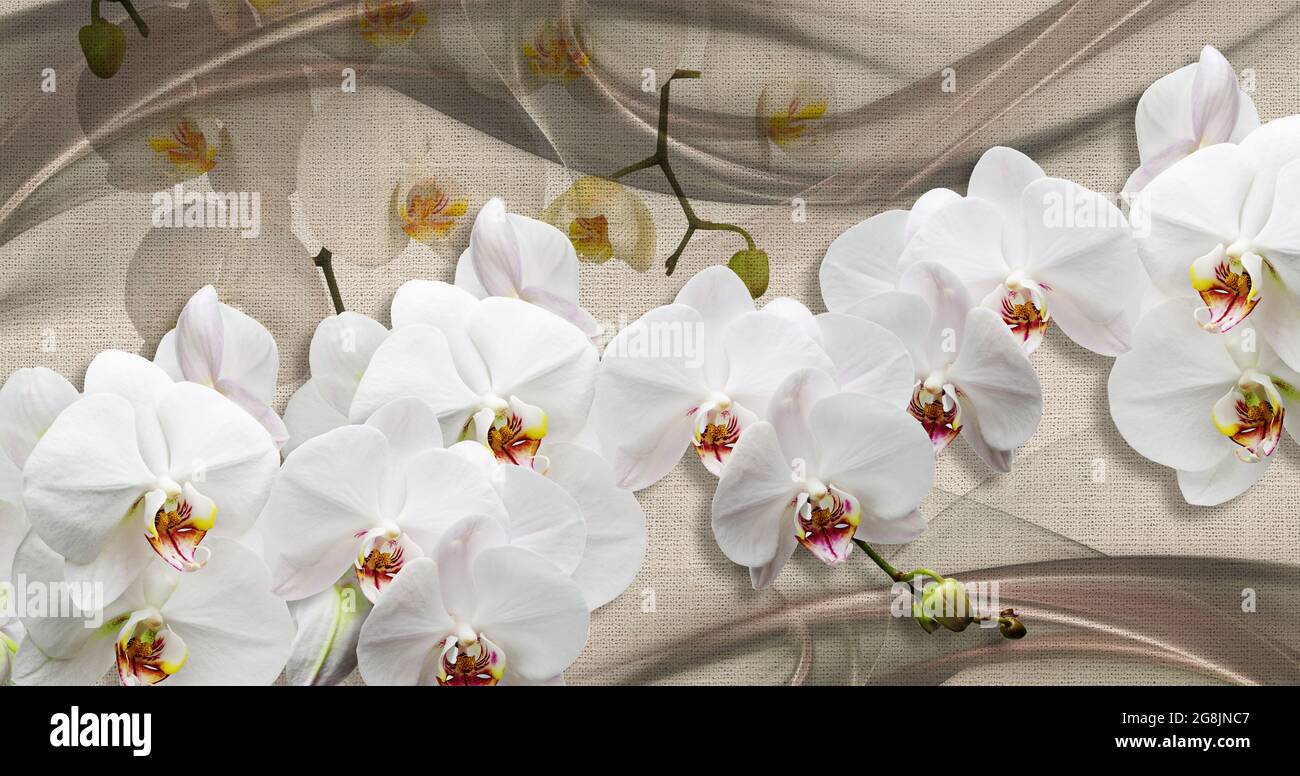White Orchids Wallpaper