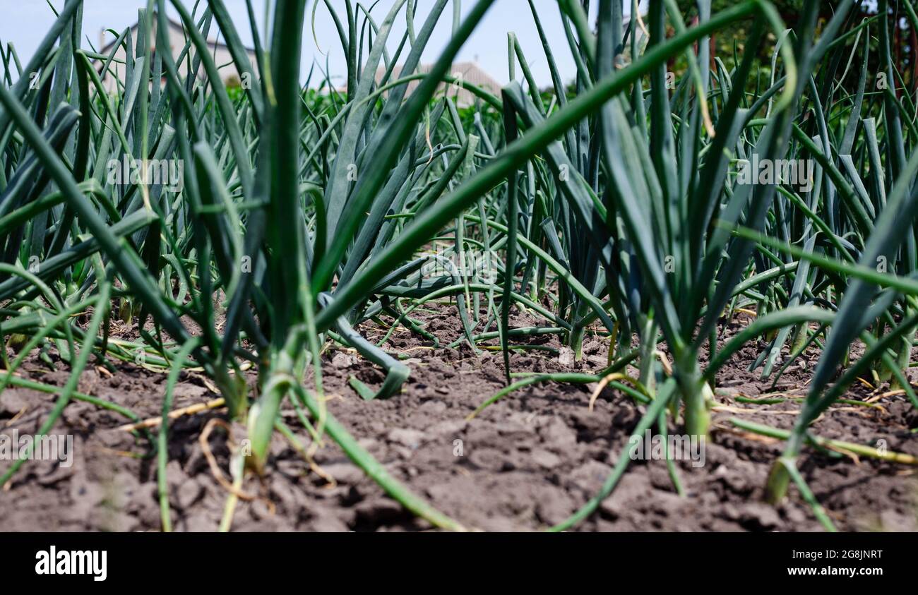 Organically grown onions. Green onion in vegetable garden. on vegetable ...