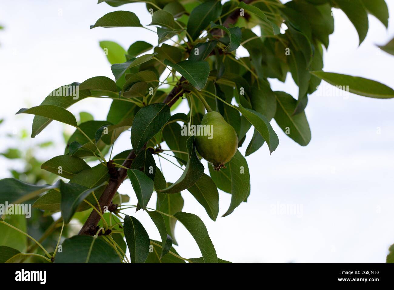Pears are growing on the tree. pear tree ripens in the garden near the ...