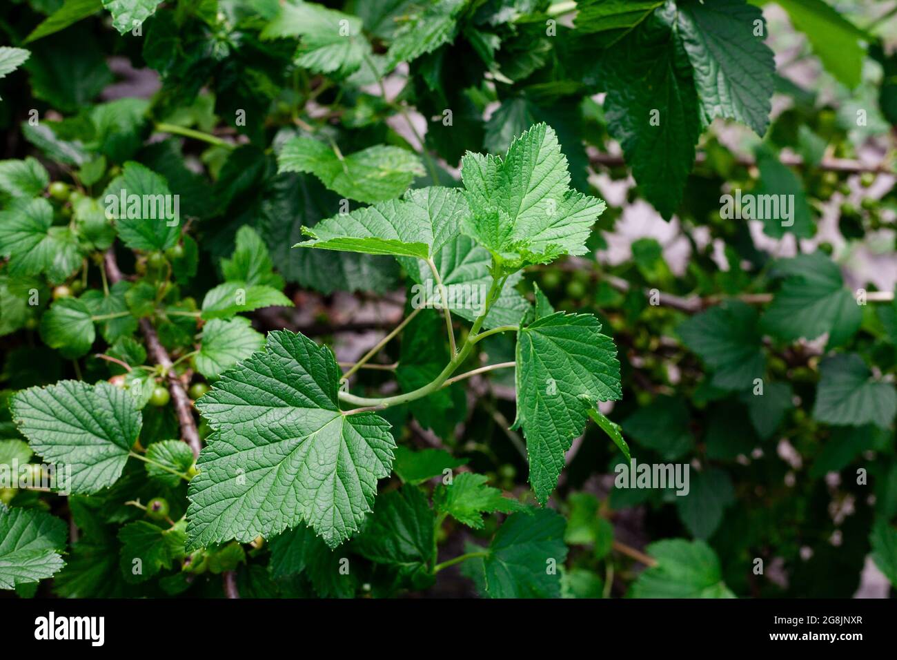 Relief leaves of raspberry. Shallow depth of field. Close up photo of ...