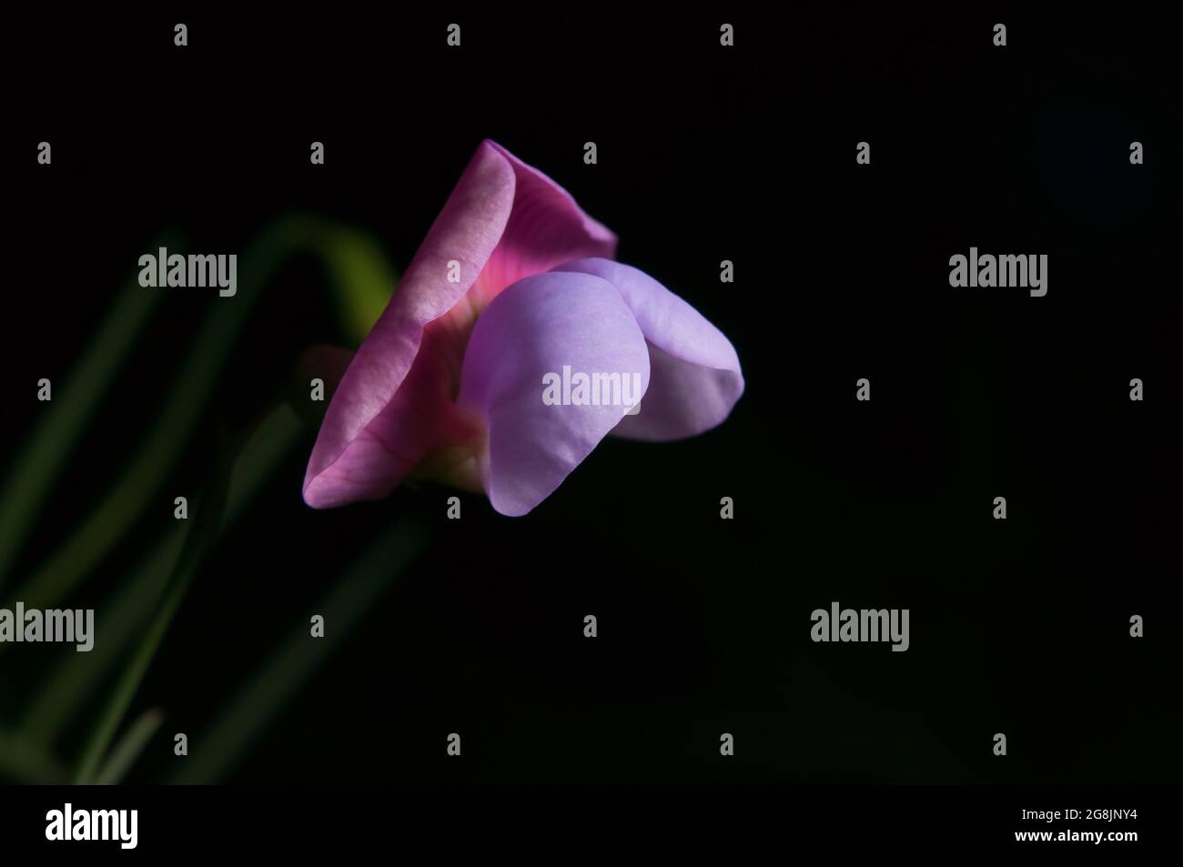Indian pea flower isolates on a black background Stock Photo - Alamy