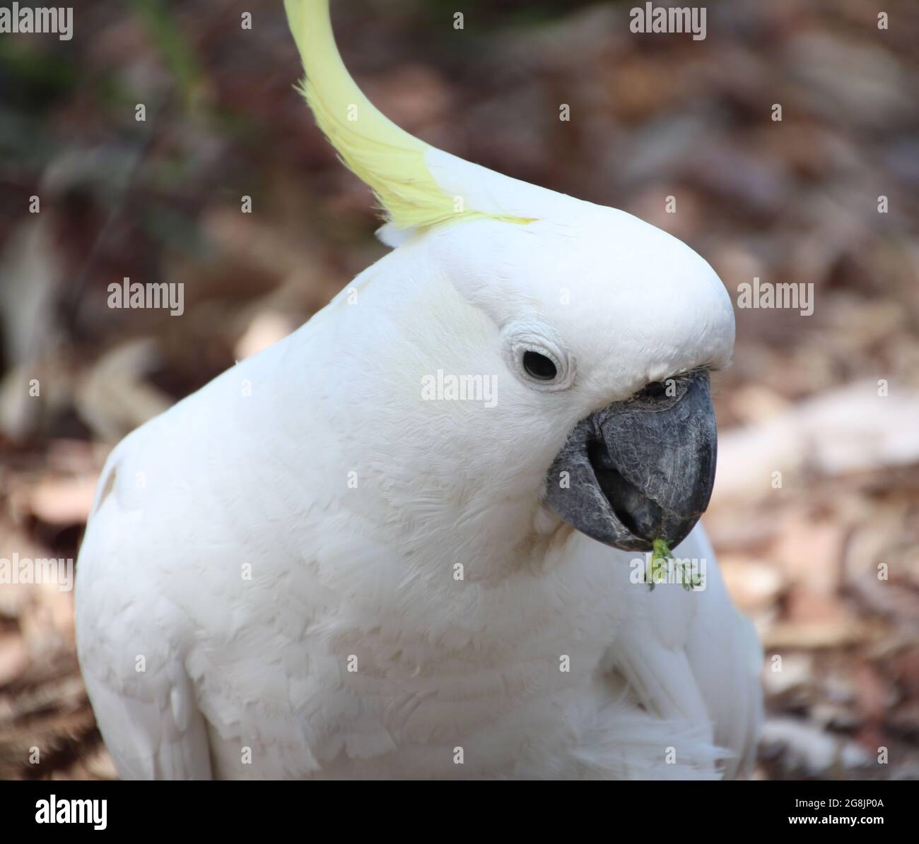 Australian sulfur crested cockatoo hi-res stock photography and images ...