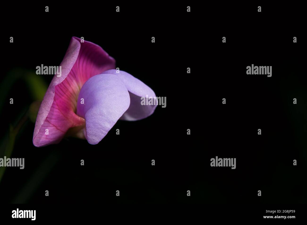 Indian pea flower isolates on a black background Stock Photo - Alamy