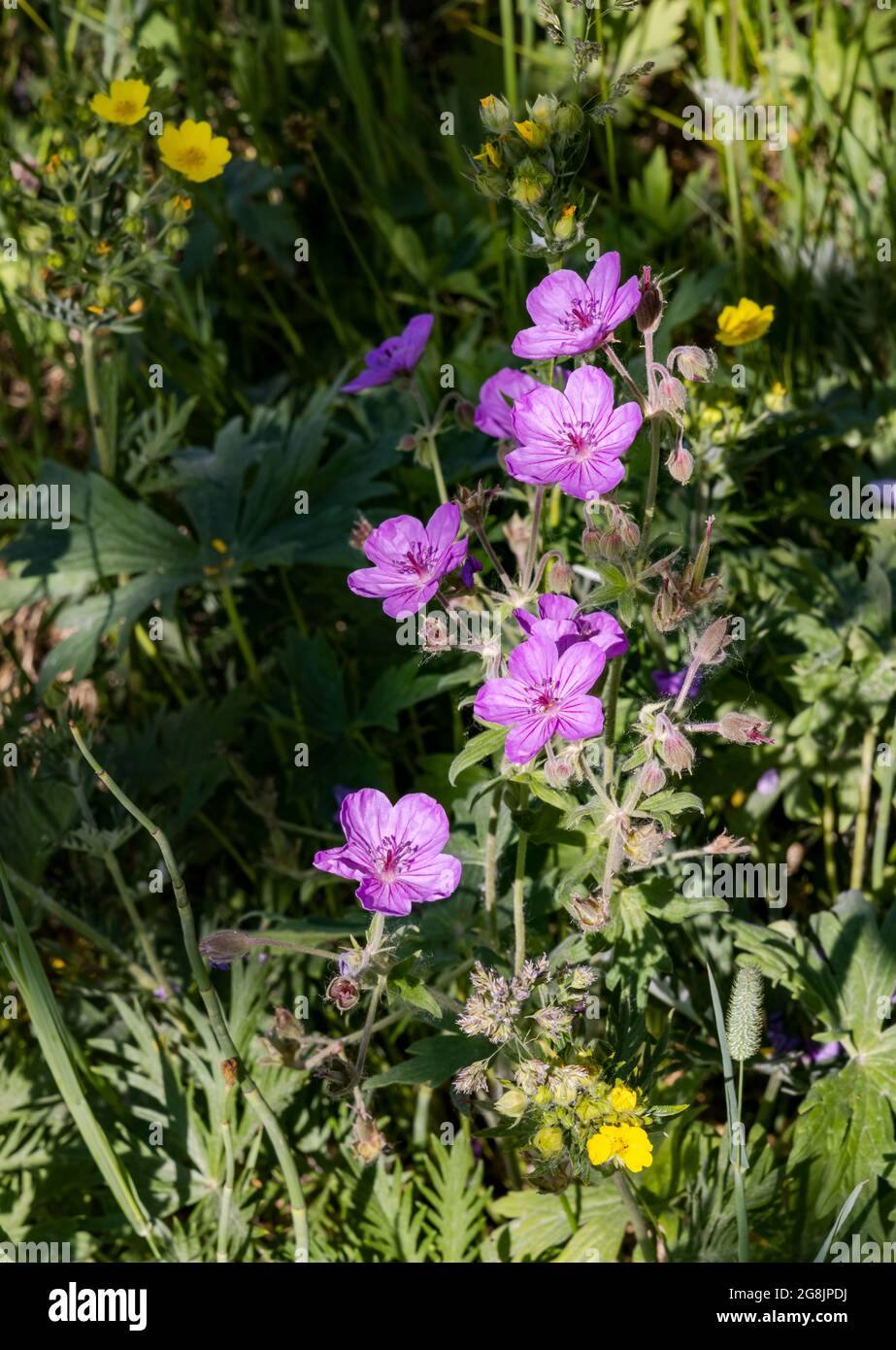 Usa wildflowers hi-res stock photography and images - Alamy